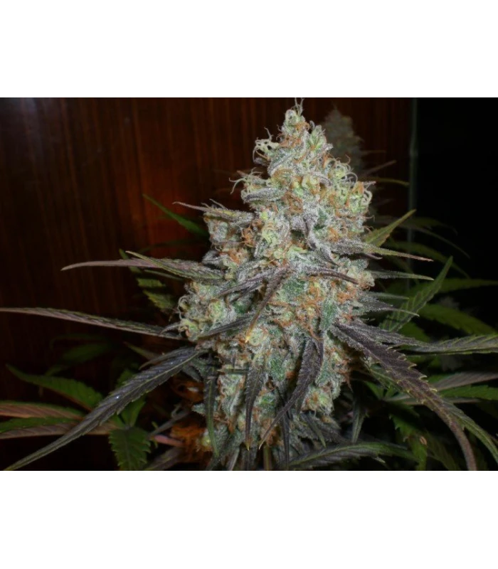 Comprá semillas de cannabis Chocolope Fotoperiodica en Semishop