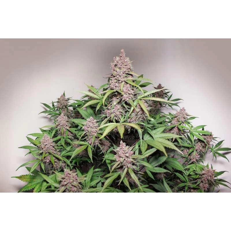 Comprá semillas de cannabis Auto Blackberry Kush en Semishop