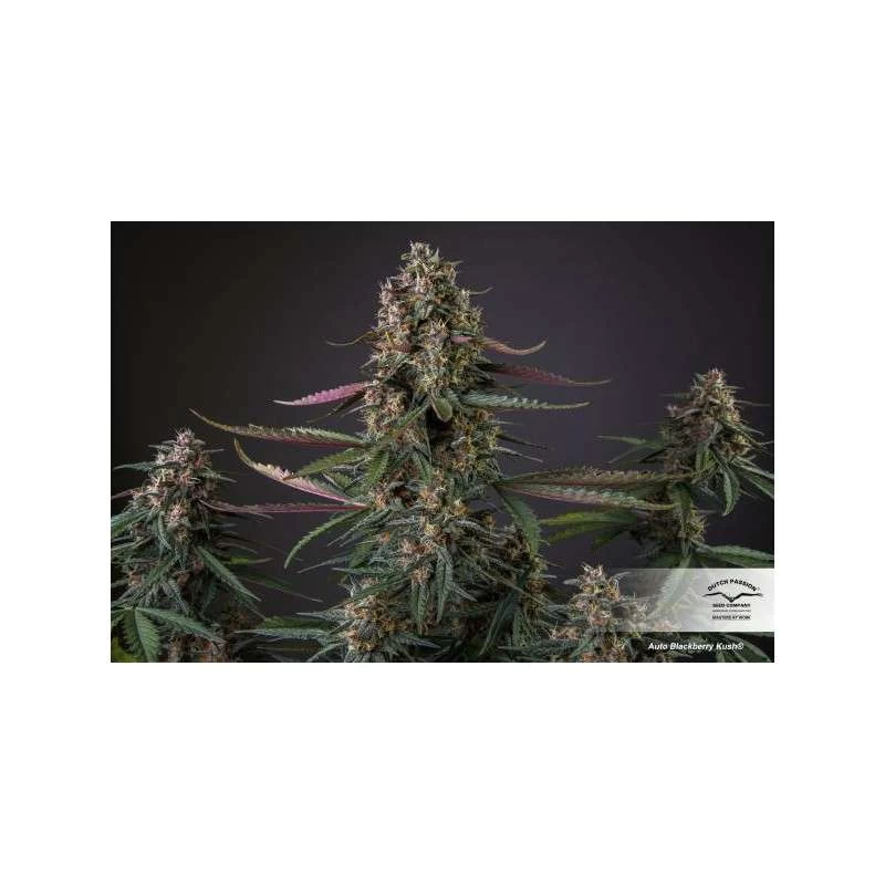 Comprá semillas de cannabis Auto Blackberry Kush en Semishop