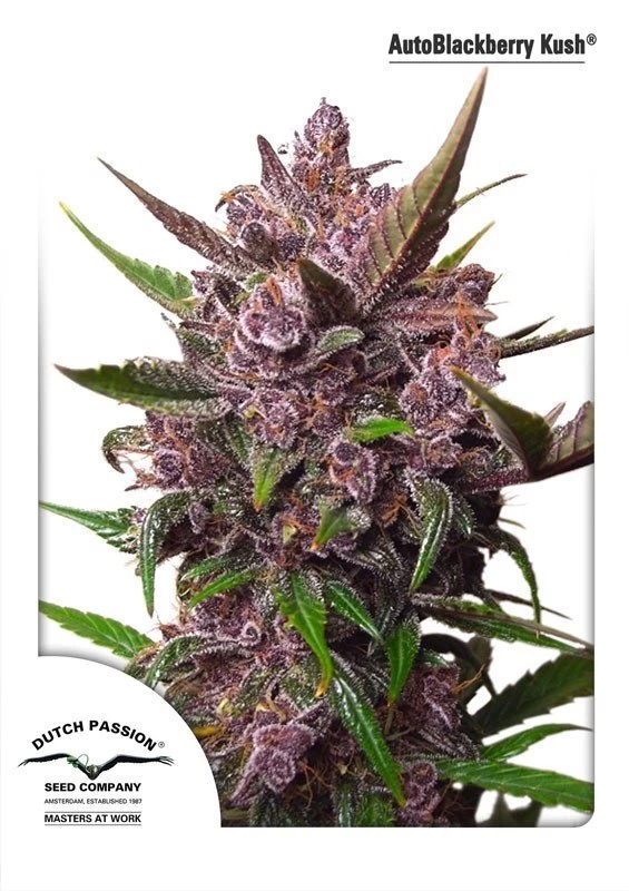 Comprá semillas de cannabis Auto Blackberry Kush en Semishop