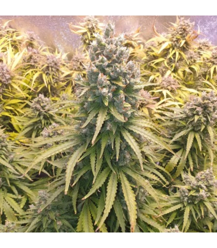 Comprá semillas de cannabis Auto Lemon Kix en Semishop