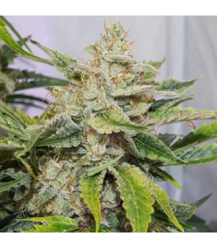 Comprá semillas de cannabis Auto Skywalker Haze en Semishop