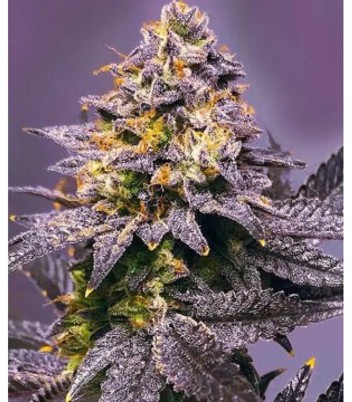 Comprá semillas de cannabis Pink Rozay Automatica en Semishop