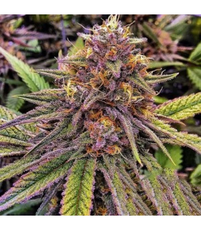 Comprá semillas de cannabis Purple Bubba Kush Fotoperiodica en Semishop