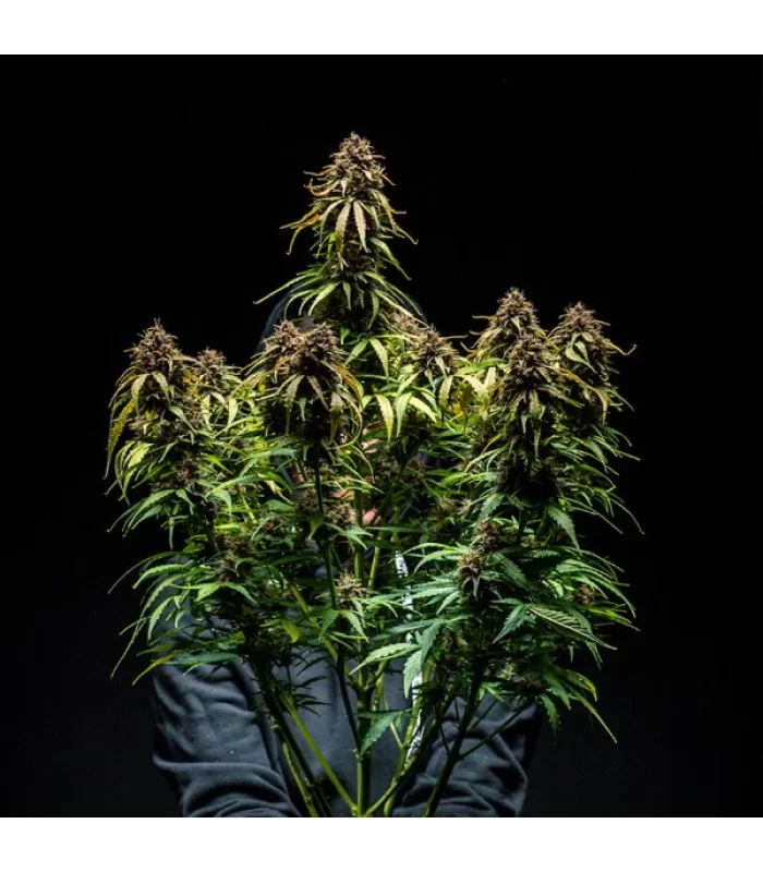 Watermelon Automatica – Semishop