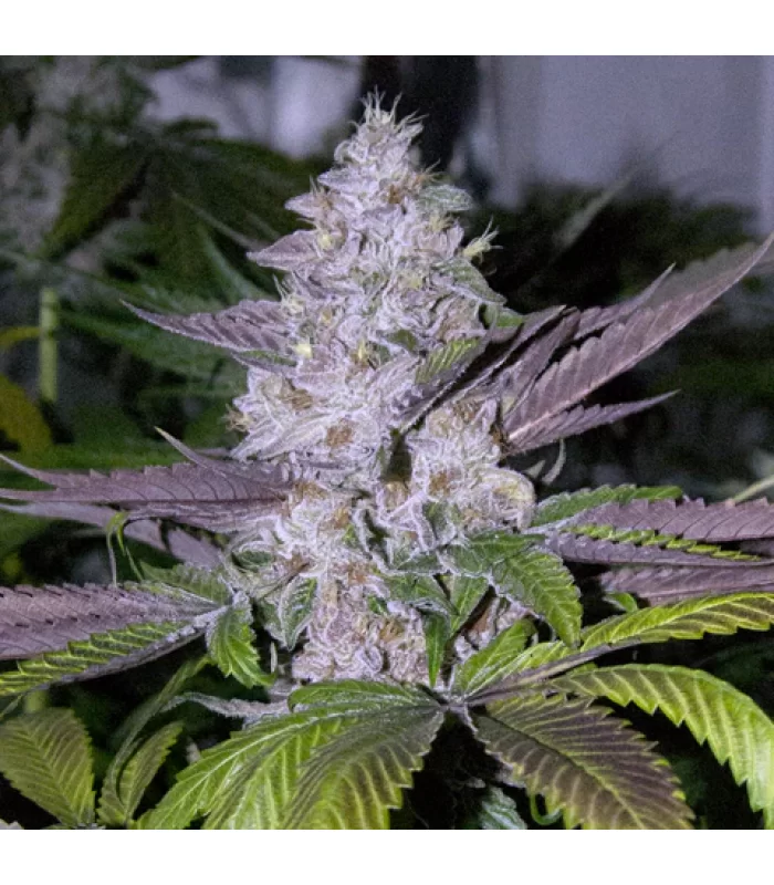 Comprá semillas de cannabis Mendocino Purple Kush Fotoperiodica en Semishop