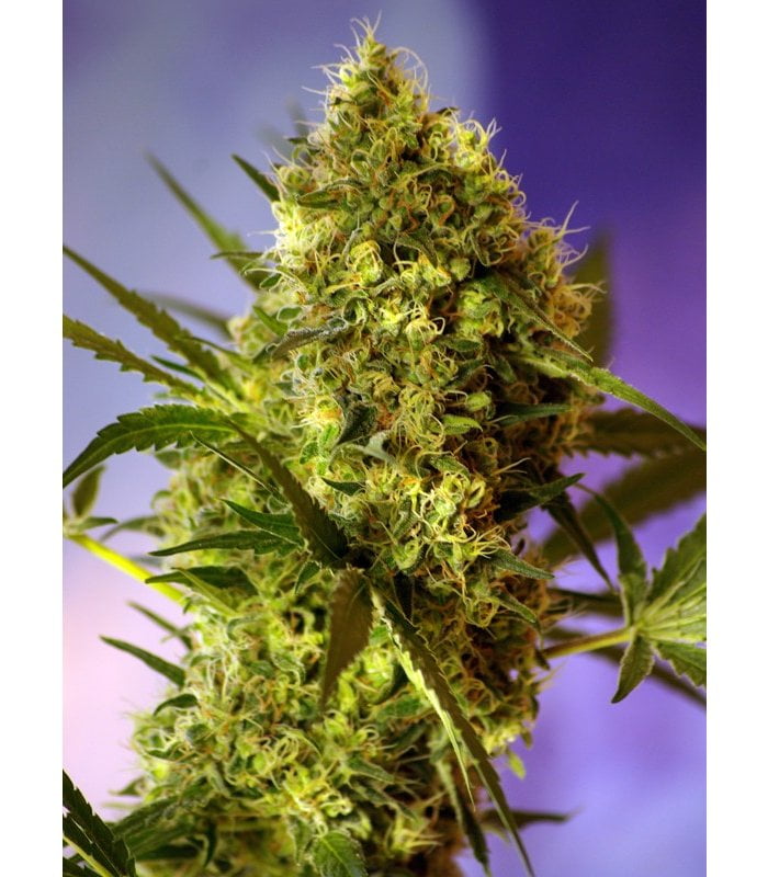 Big Devil 2 Auto – Semishop