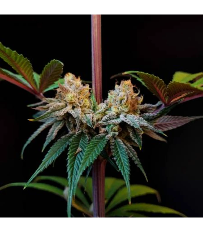 Comprá semillas de cannabis Pulp Friction en Semishop