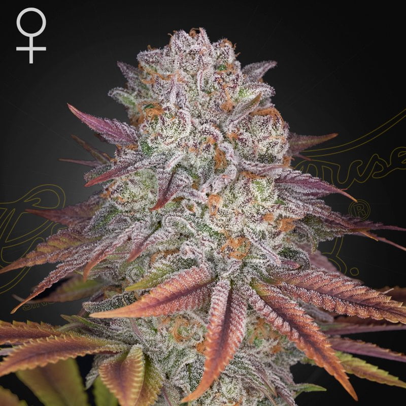 Pulp Friction – Semishop