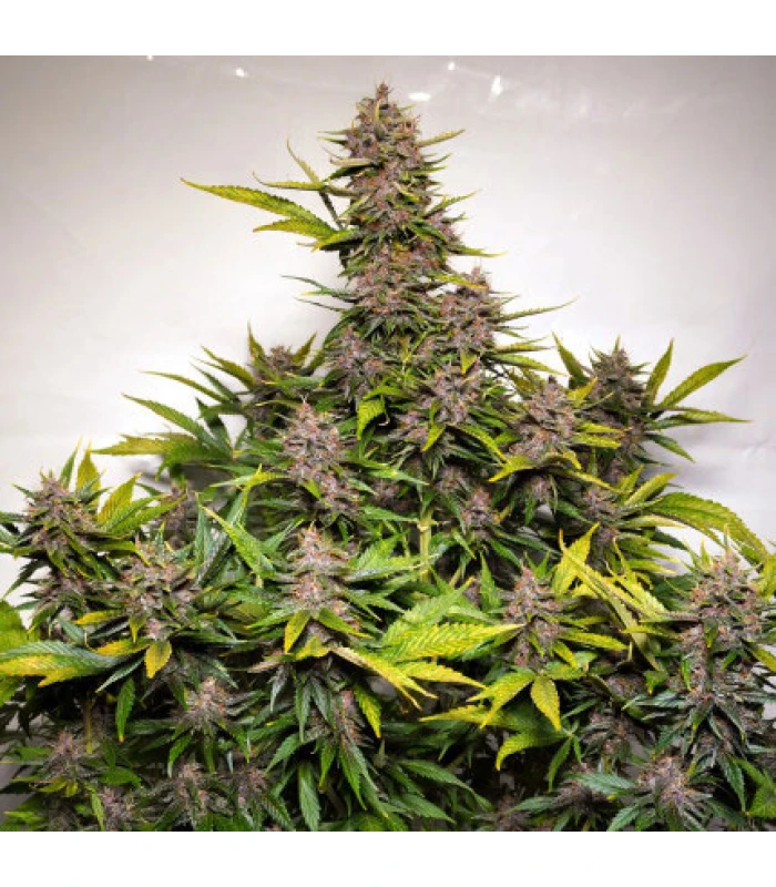 Comprá semillas de cannabis Auto Forbidden Cherry en Semishop