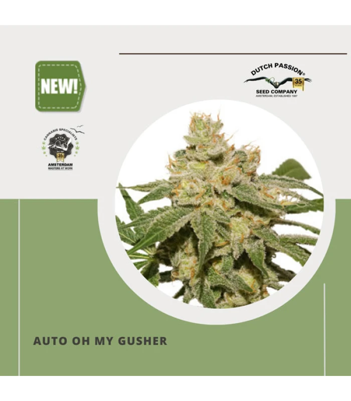 Comprá semillas de cannabis Auto Oh My Gusher en Semishop