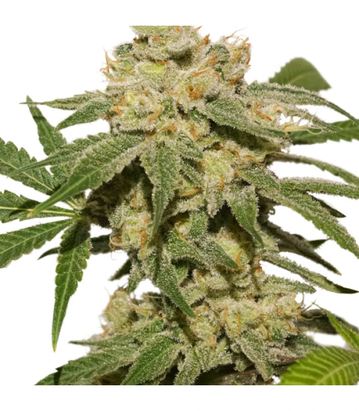 Comprá semillas de cannabis Auto Oh My Gusher en Semishop