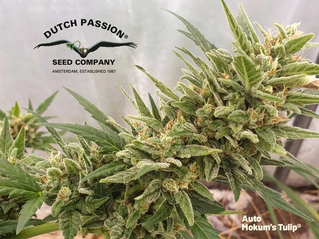 Comprá semillas de cannabis Auto Mokum's Tulip en Semishop