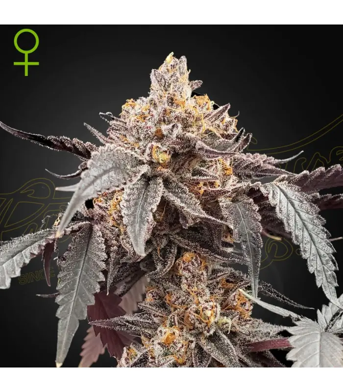 Comprá semillas de cannabis Guava x Gelato 41 Auto en Semishop