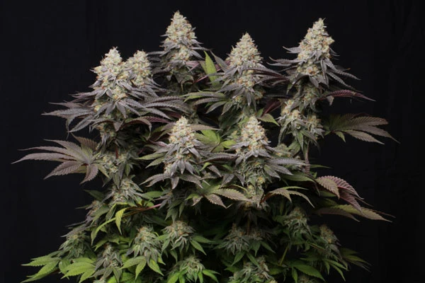 Comprá semillas de cannabis Panty Punch Auto en Semishop