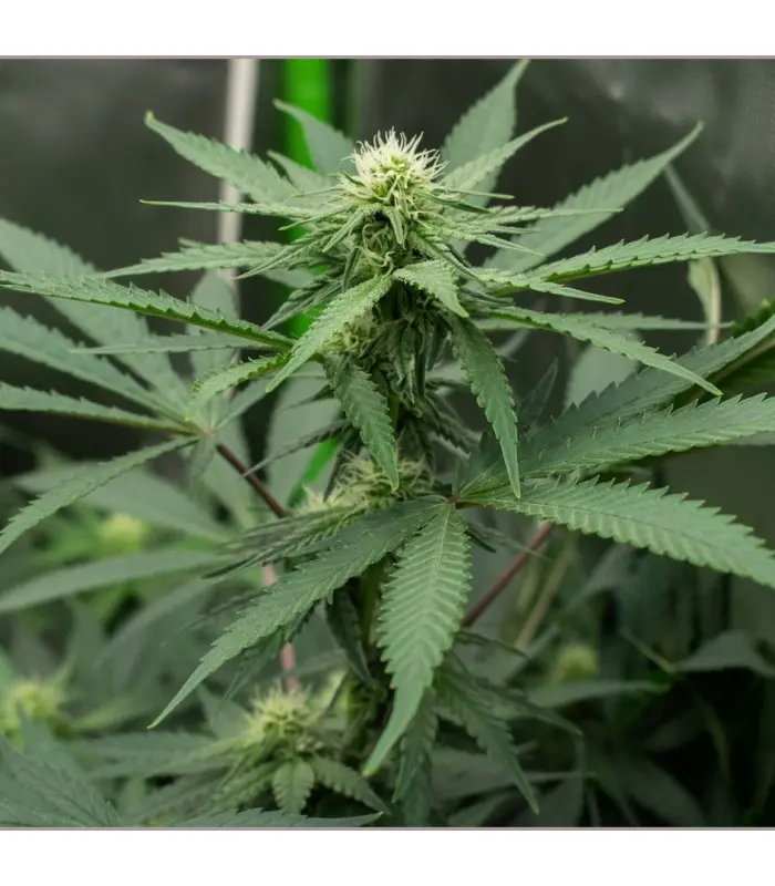 Comprá semillas de cannabis Franco's Lemon Cheese en Semishop