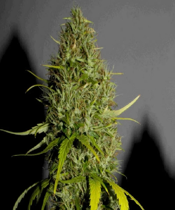 Comprá semillas de marihuana Northern Lights #5 X Haze en Semishop ...
