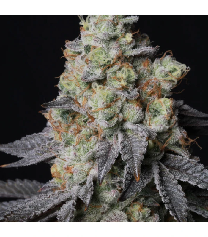 Comprá semillas de cannabis Panty Punch Auto en Semishop