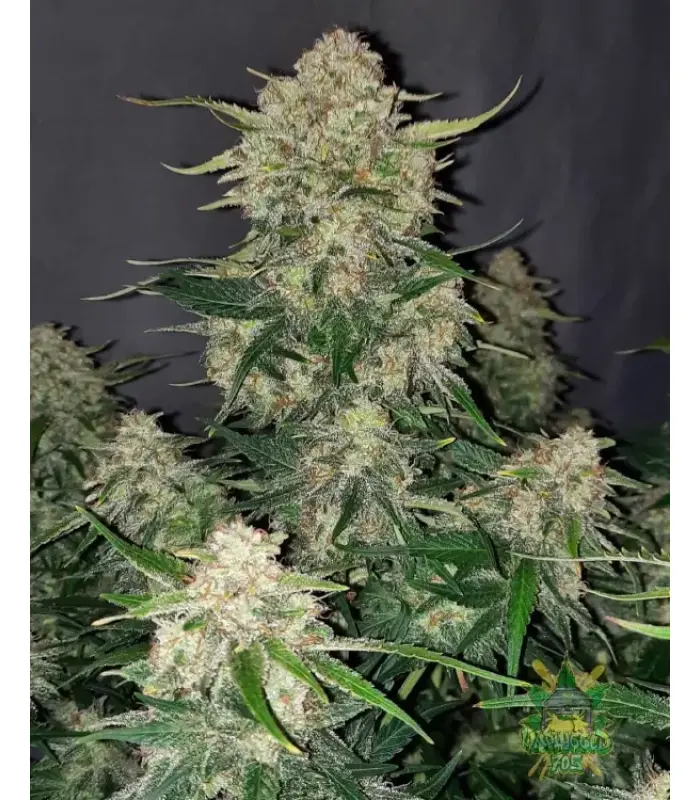 Chemdawg Auto – Semishop
