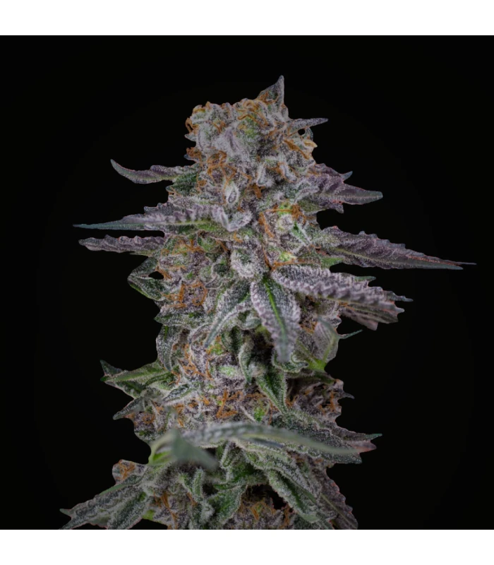 Comprá semillas de marihuana Rainbows XXL Auto en Semishop - Argentina