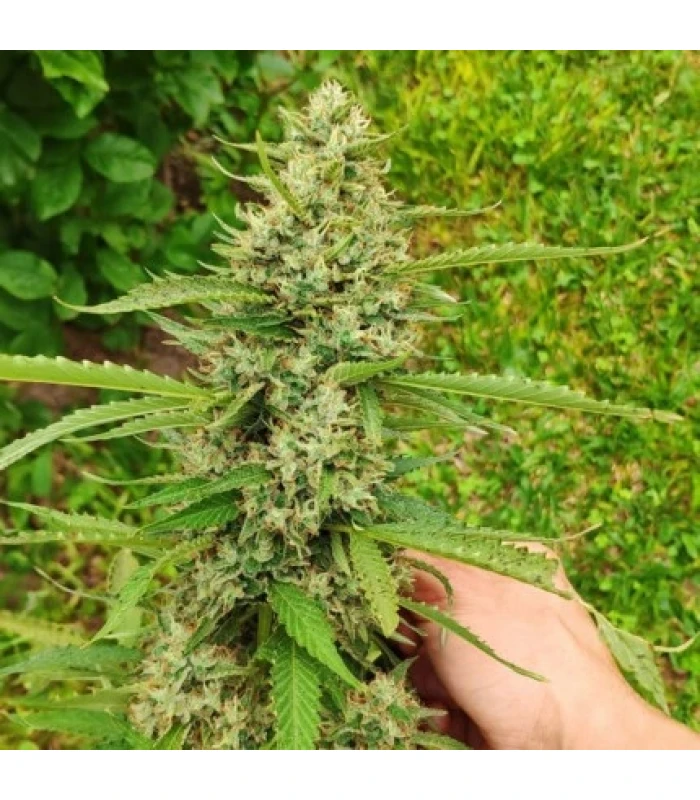 Comprá semillas de marihuana CBD Mazar en Semishop - Argentina