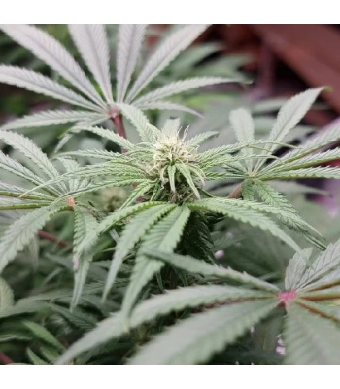 Comprá semillas de marihuana CBD Mazar en Semishop - Argentina