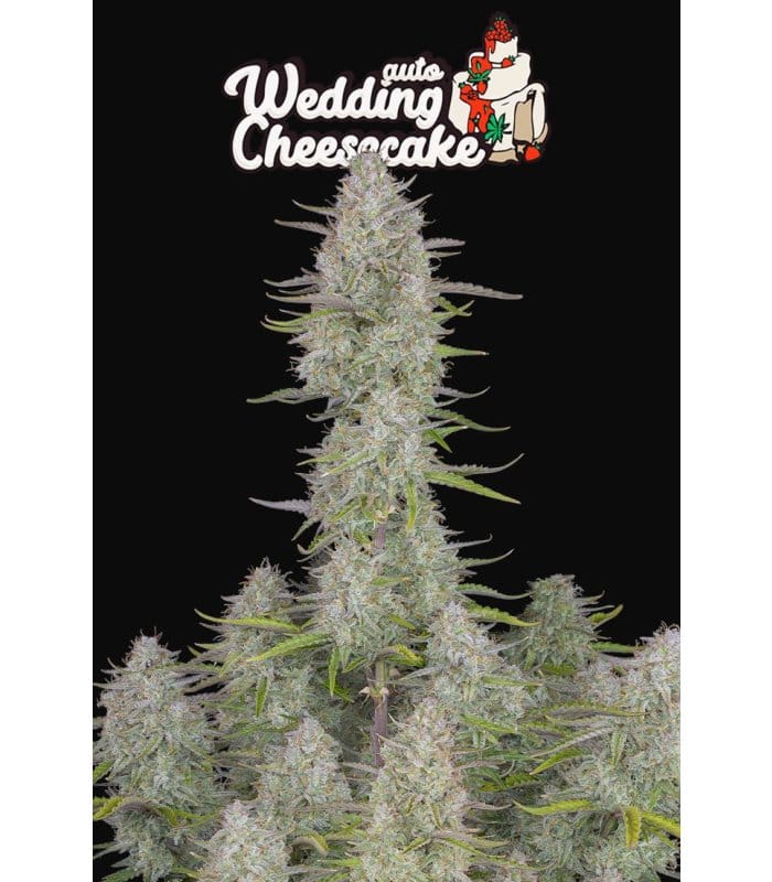 Comprá semillas de marihuana Wedding Cheesecake Auto en Semishop ...