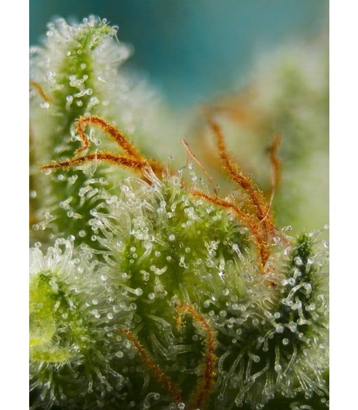 Comprá semillas de marihuana Big Devil XL Auto en Semishop - Argentina
