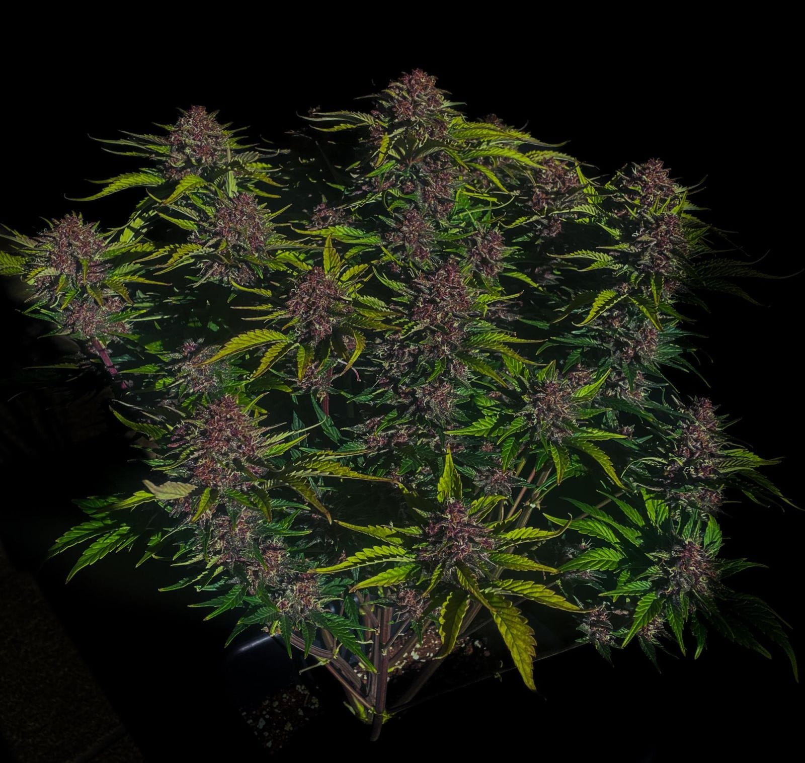 Comprá semillas de marihuana Purple Haze Auto en Semishop - Argentina